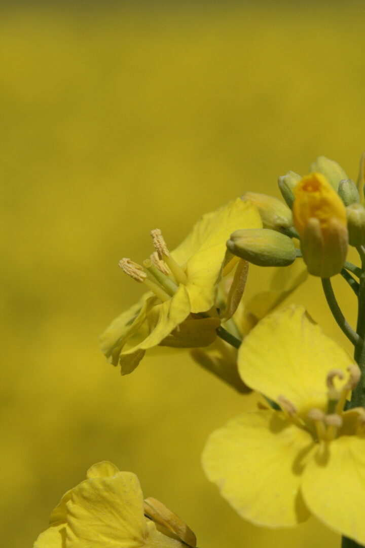 Řepka olejka ve všech pádech | Uroda.cz - Informace o rostlinné výrobě ...