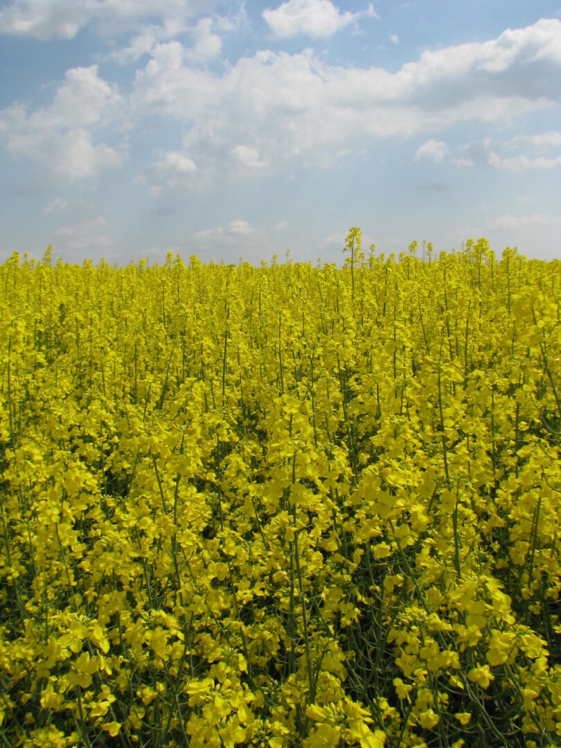 Řepkový olej v Německu na špici | Uroda.cz - Informace o rostlinné ...