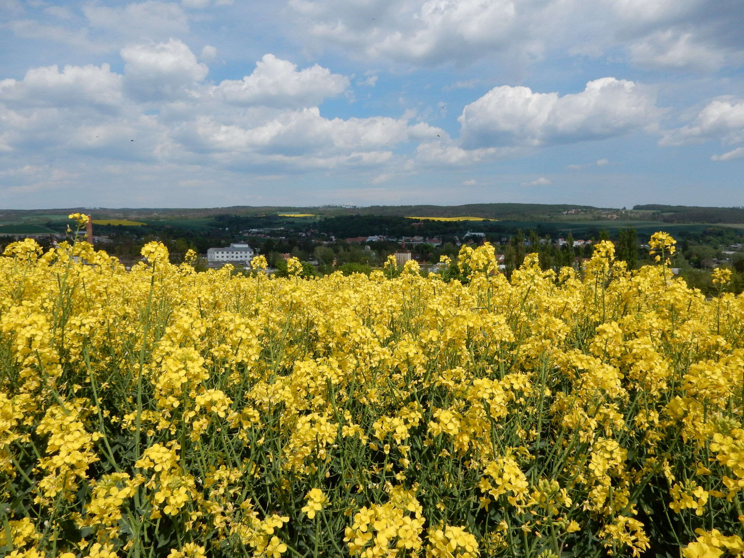 Aktuální situace v komoditě řepka | Uroda.cz - Informace o rostlinné ...