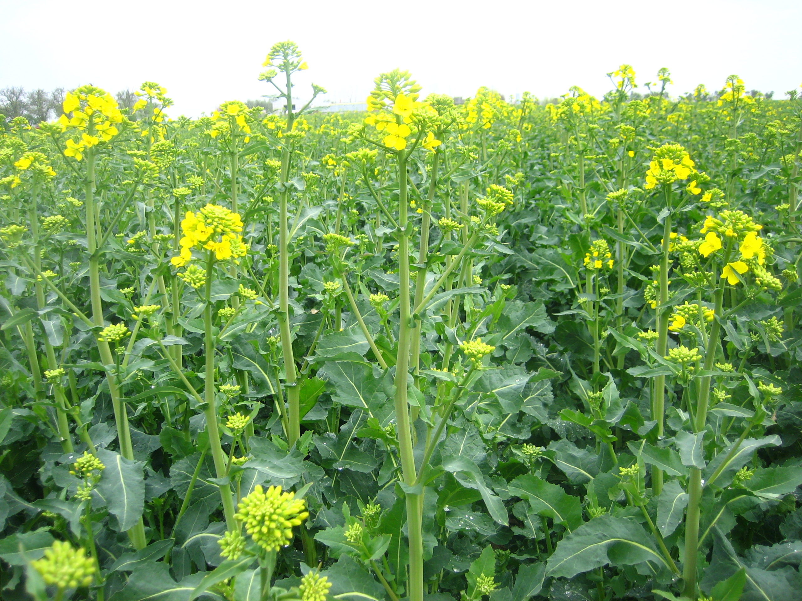 Nové možnosti při pěstování řepky | Uroda.cz - Informace o rostlinné ...