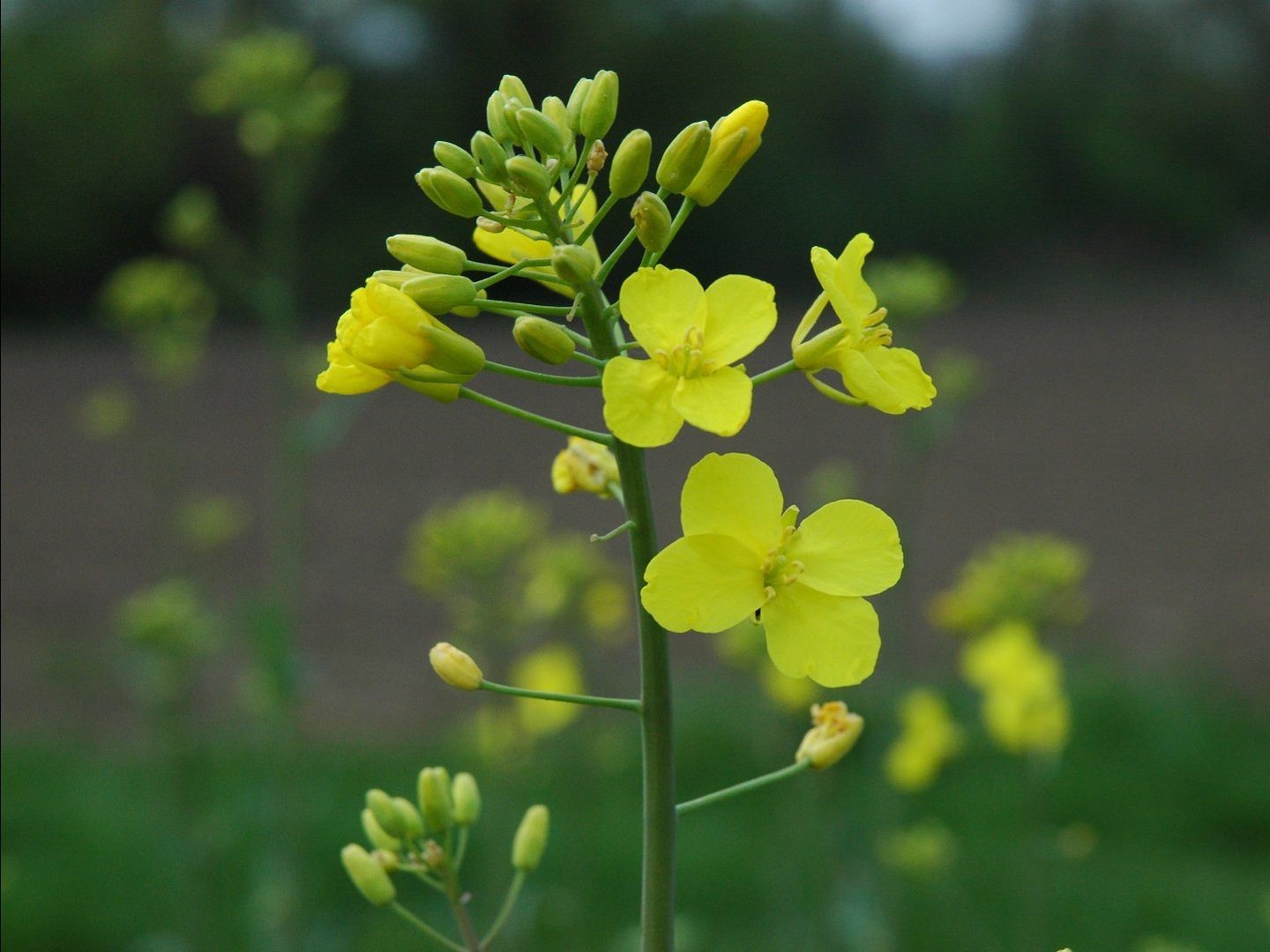 Řepka pod tlakem škůdců, nutné je sledovat i choroby | Uroda.cz ...