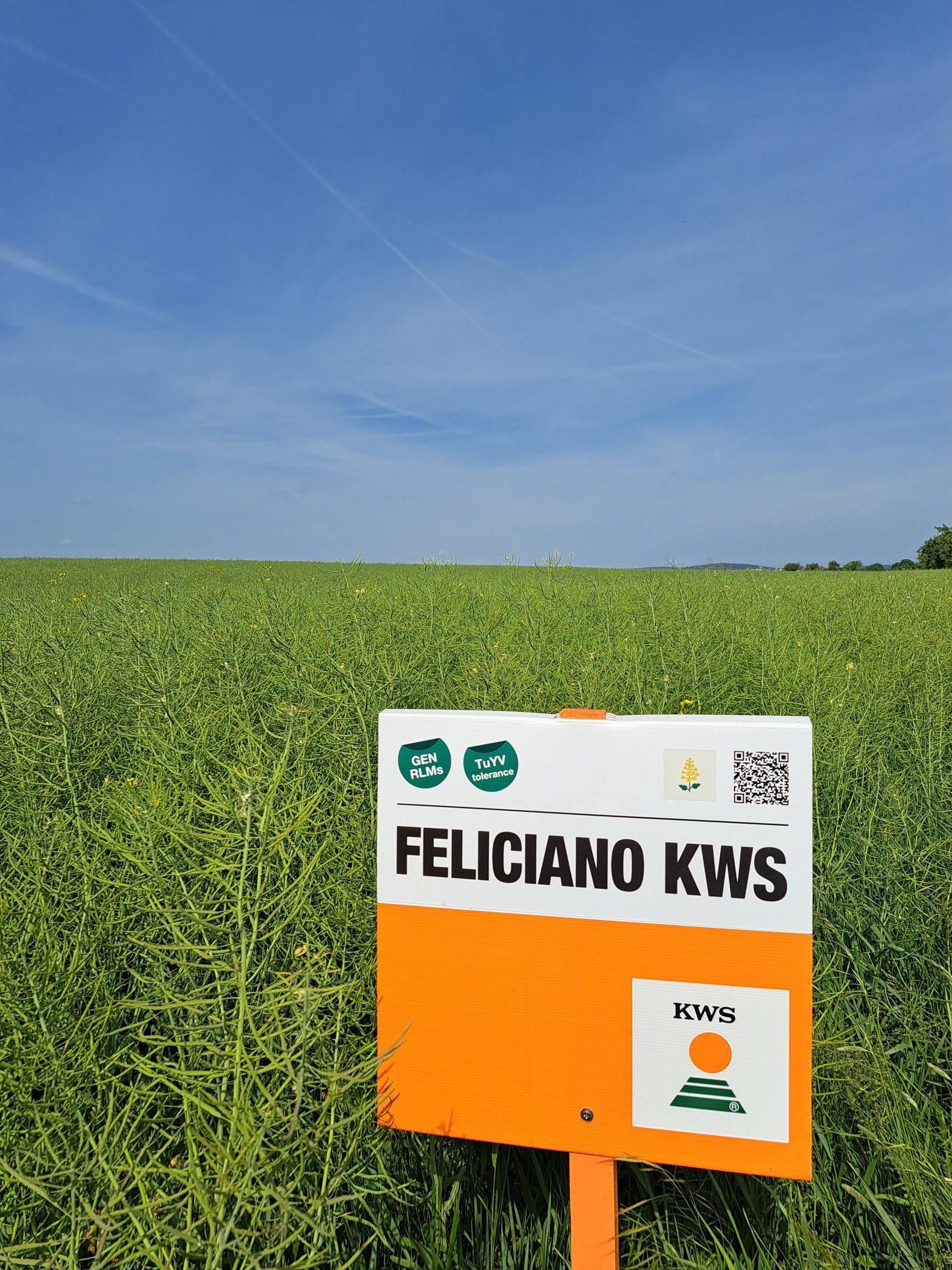 Zdravá řepka i pod tlakem fomy | Uroda.cz - Informace o rostlinné ...